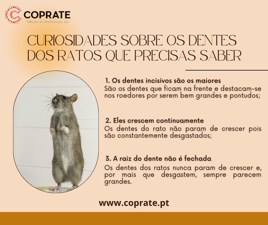 Coprate. Curiosidades sobre os dentes dos ratos
